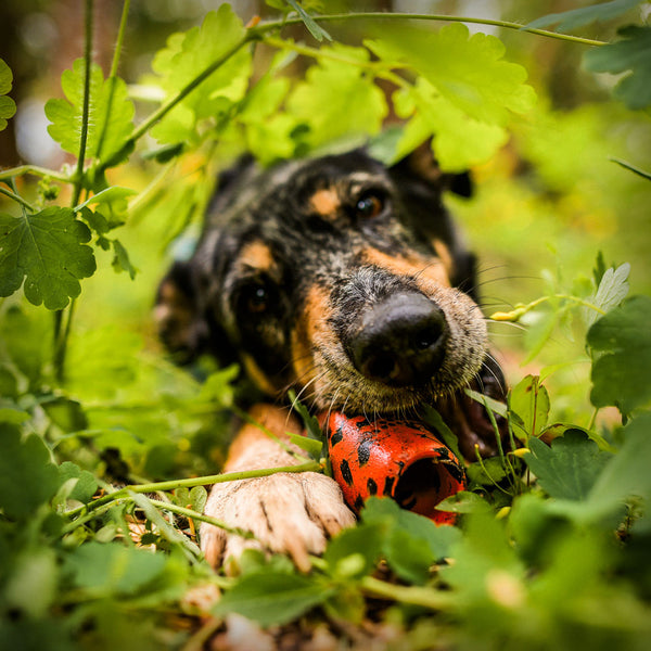 NON-STOP THROW TOY – SCOOTERSPORT